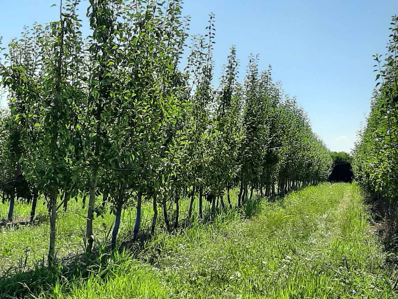 Sadnice voca cene- Rasadnik Stojanovic | Vocne sadnice |Prodaja sadnica